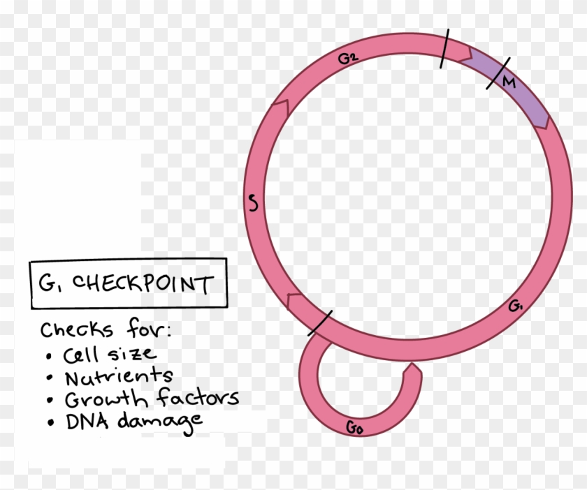The G1 Checkpoint - Circle, HD Png Download - 1263x1016(#4161838) - PngFind