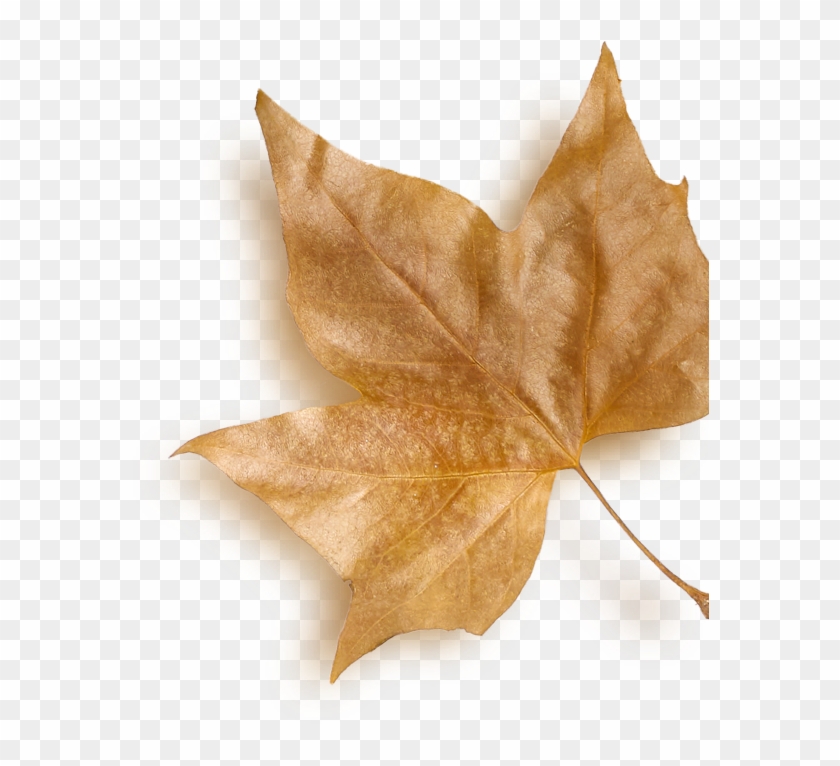 Leaf - Maple Leaf, HD Png Download - 578x686(#4177961) - PngFind