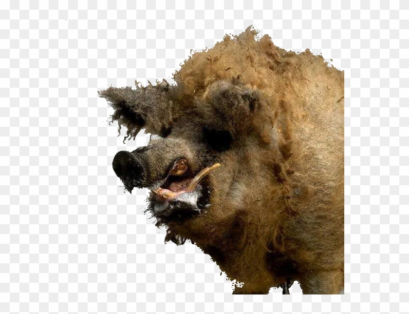 View Pig , - Taxidermy Fails, HD Png Download - 600x571(#4196060) - PngFind