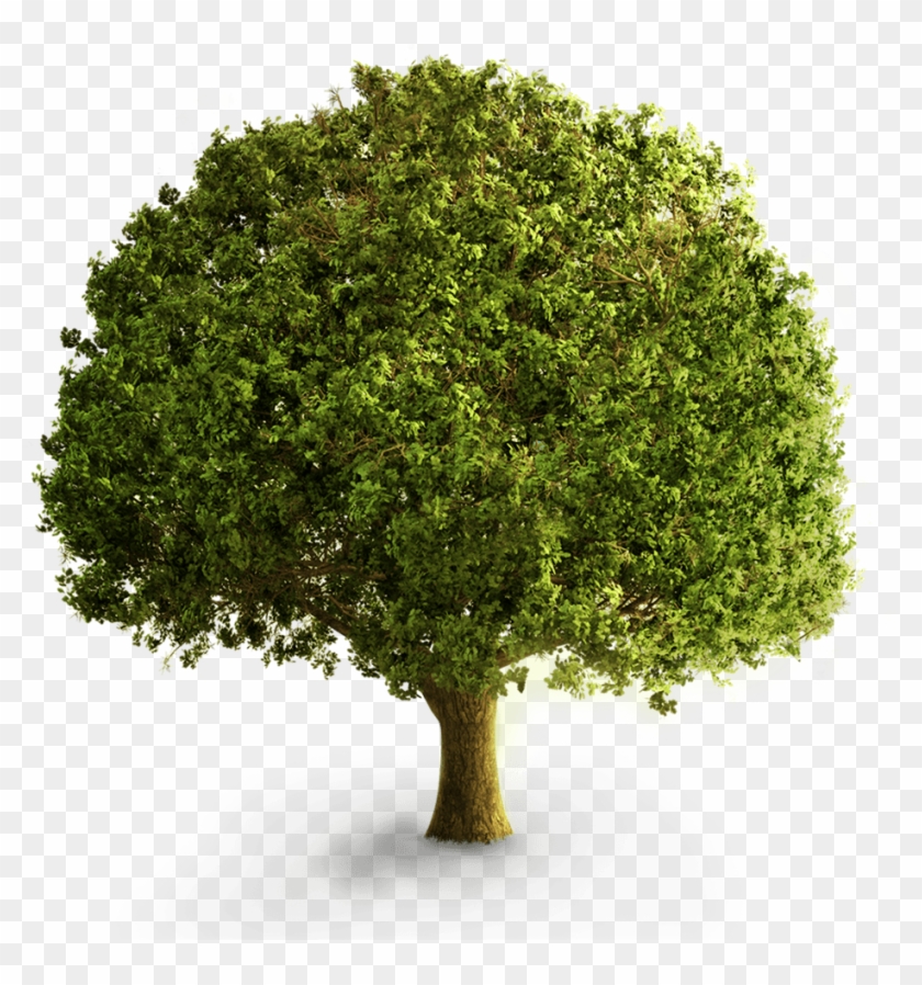 Big-arbre2 - Tree Front View Png, Transparent Png - 940x961(#427007 ...
