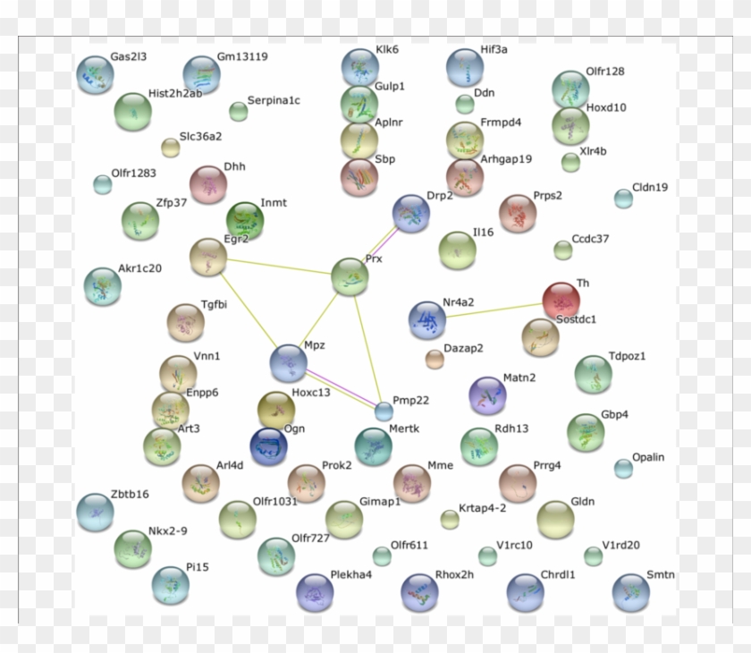 String Analysis Of Pathway Enrichment And Interaction Circle Hd Png