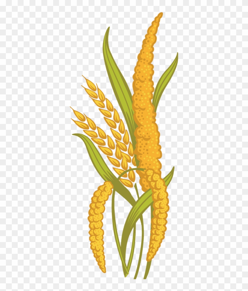 Ancient Grains Cliparts - Millet Clipart Png, Transparent Png - 370x906 ...