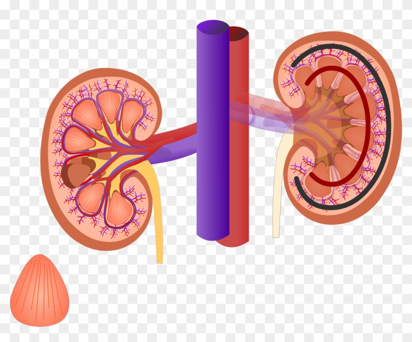 Renal Internal Anatomy - Anatomy Kidney Png, Transparent Png ...