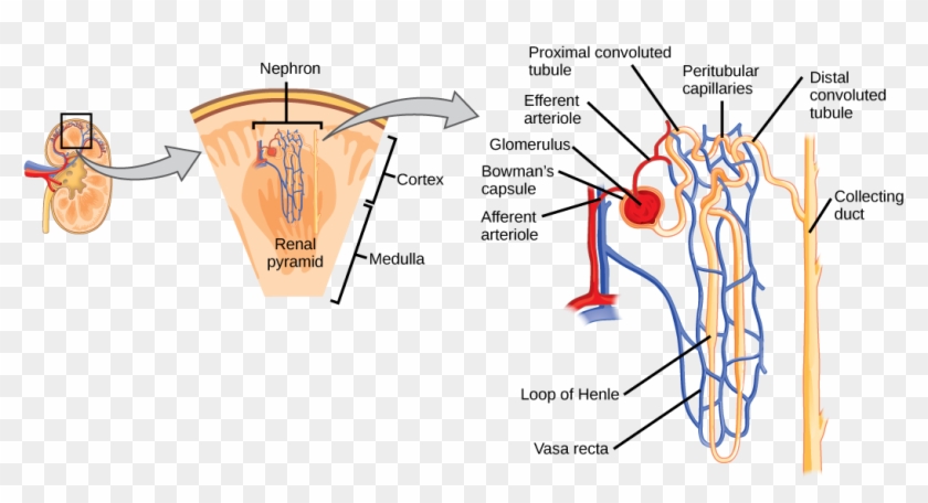 Figure 41 - 2 - 3 - The Nephron Is The Functional Unit - Kidney Nephron ...