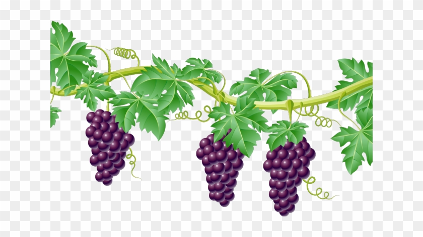 Grapevine Clipart Divider - Transparent Background Grape Vine Png, Png ...