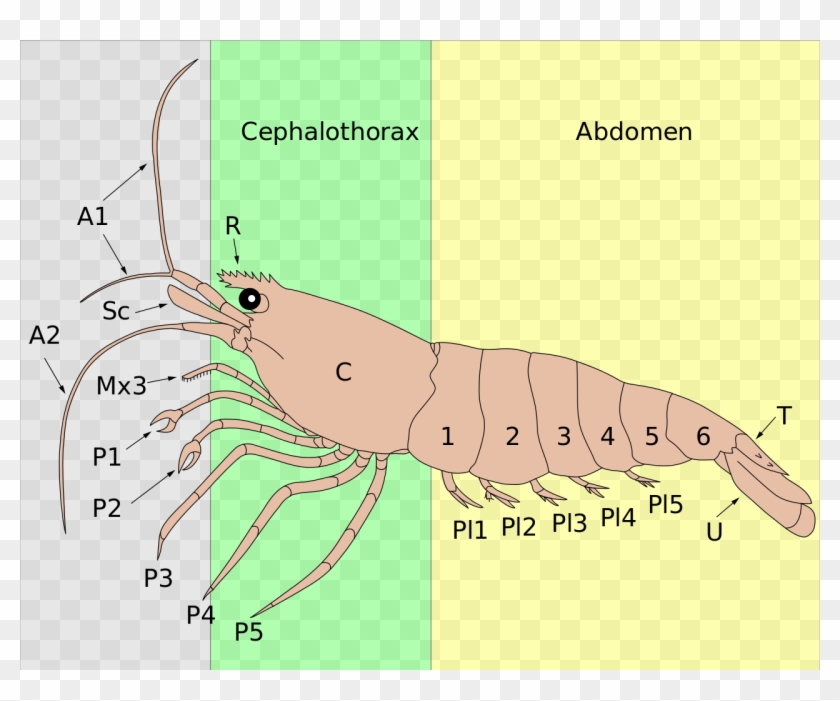 Anatomy Of A Shrimp Crayfish Internal Anatomy Shrimp And Snail