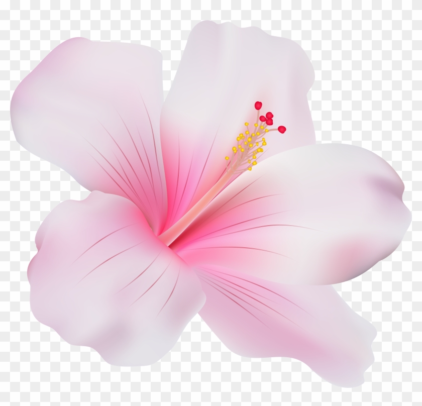 Pink Hibiscus Png Clip Art - Pink Hibiscus Flower Png, Transparent Png ...