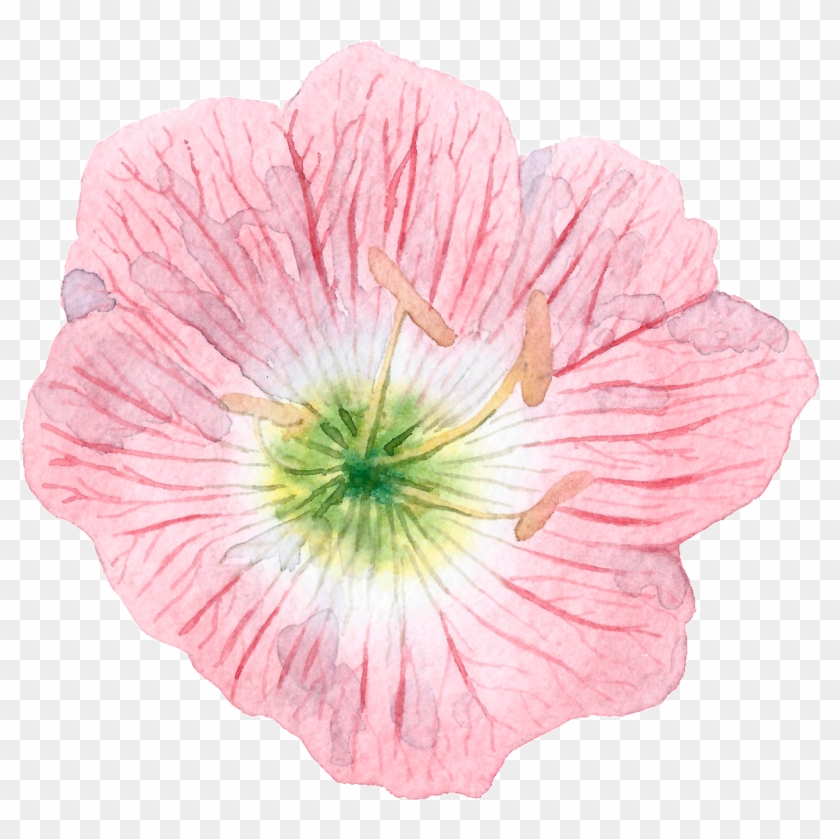Pink Evening Primrose Drawing
