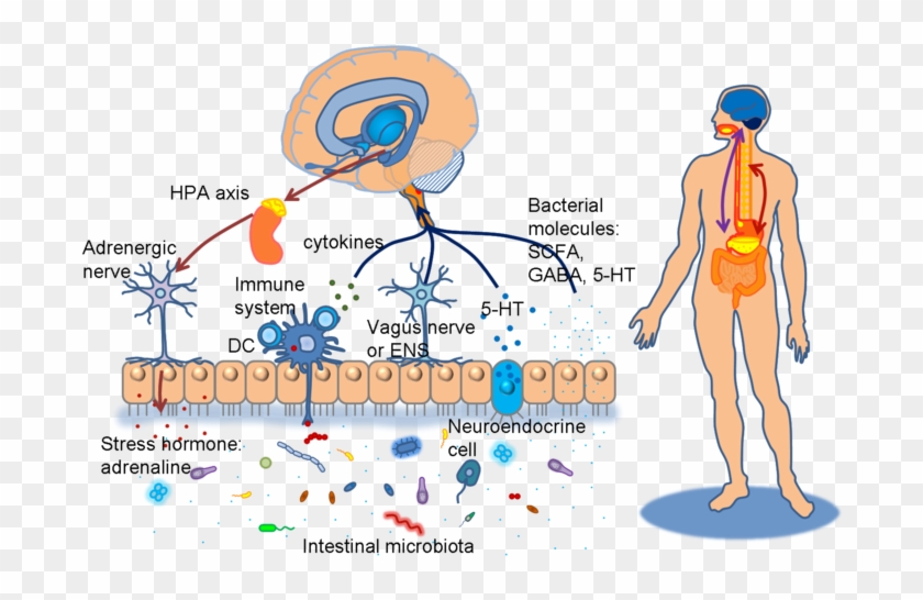 Understanding Gbsm The Gut Brain Skin Microbiota Axis - vrogue.co Understanding Gbsm The Gut Brain Skin Microbiota Axis - vrogue.co