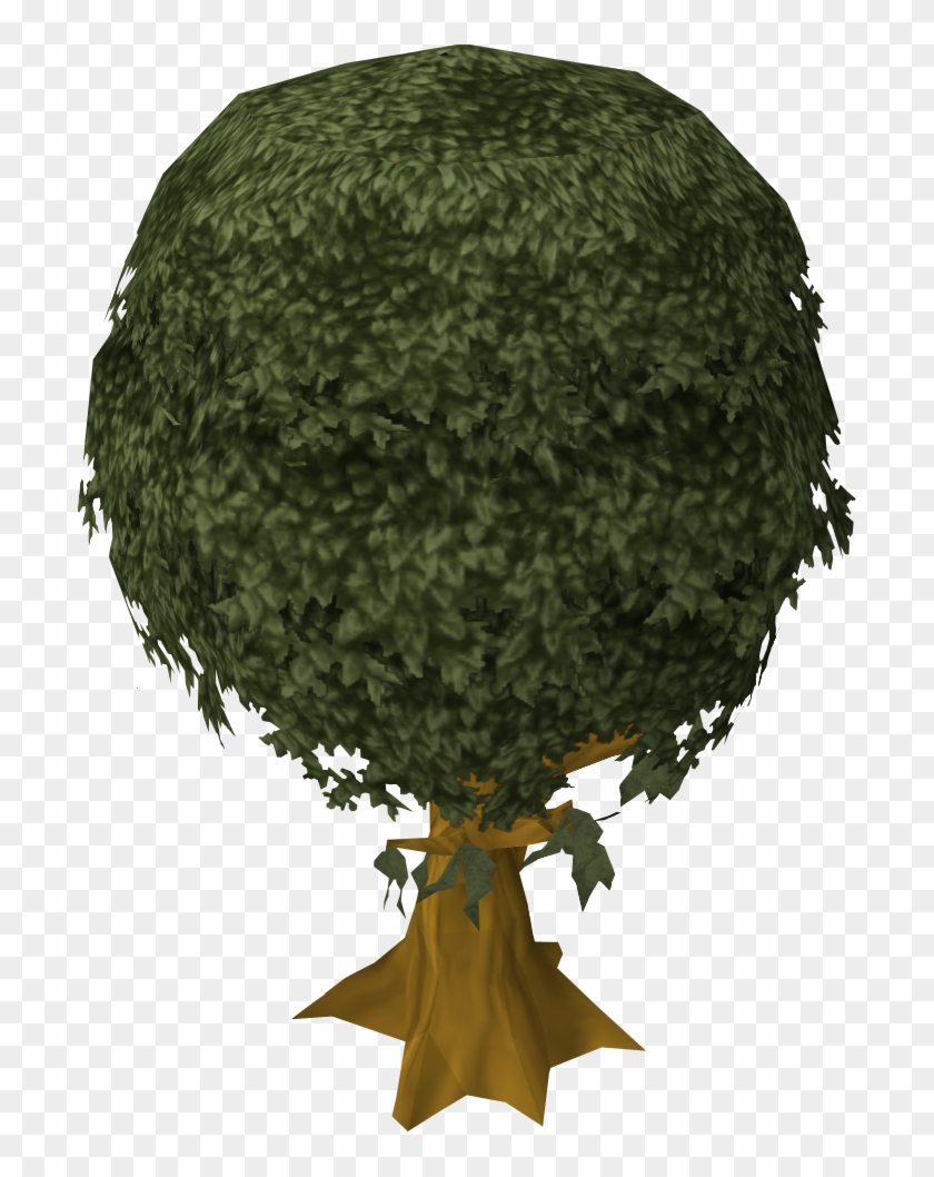 Cedar Tree Png Transparent Background - White Walnut, Png Download ...