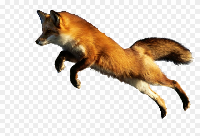 Animales Png - Red Fox Jumping, Transparent Png - 927x494(#4431663 ...