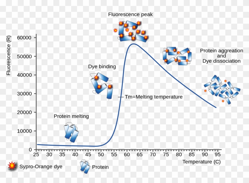 Thermal Shift Assay Diagram - Fluorescence Based Thermal Shift Assay ...