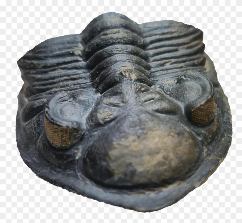 Trilobite, HD Png Download - 2048x2048(#4485314) - PngFind
