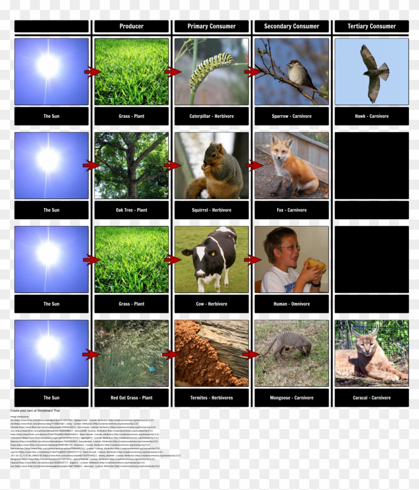 Fox Food Chain Food Web