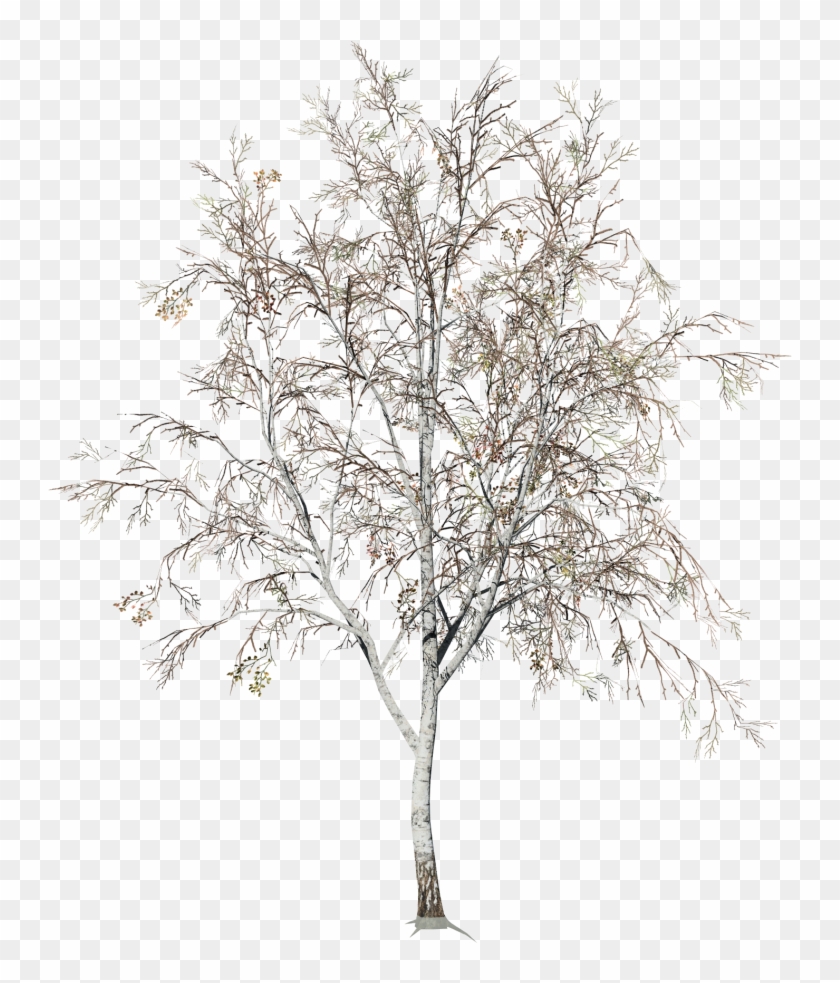 Paper - Birch Winter Png, Transparent Png - 1080x1080(#4555968) - PngFind