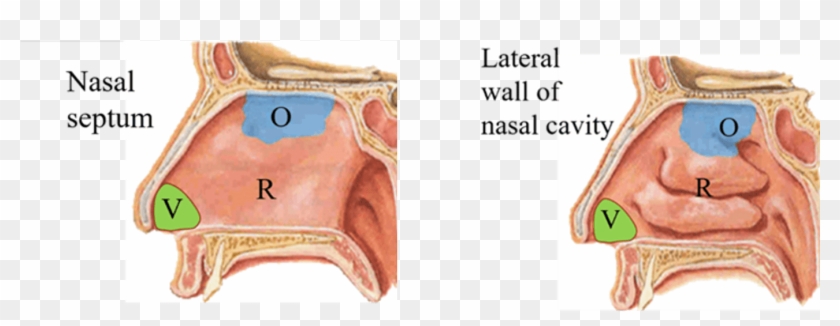 Nasal Cavity Respiratory Region, HD Png Download - 1384x480(#4598138 ...