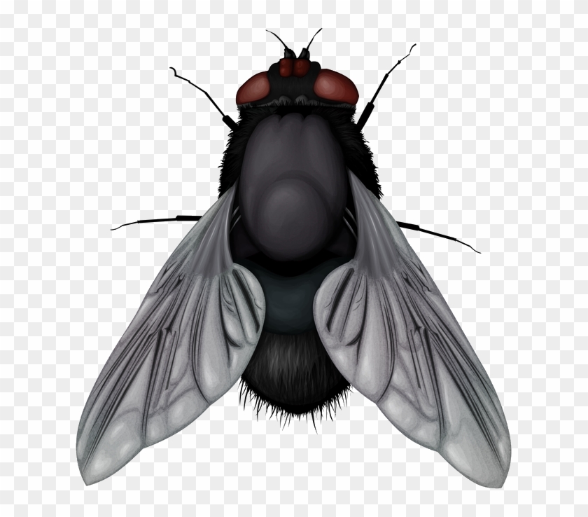 Fly Png Image - Fly Png, Transparent Png - 623x658(#465935) - PngFind
