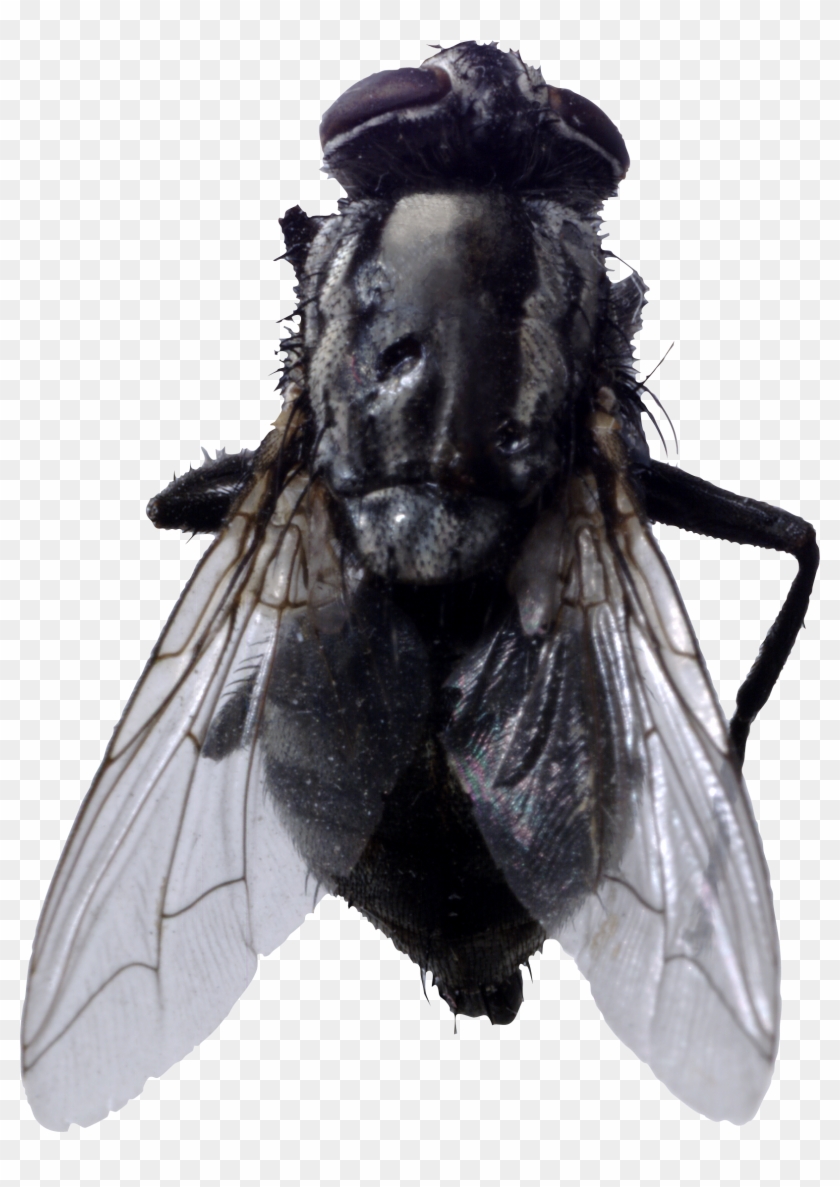 Fly Png Image - Fly With No Background, Transparent Png - 1614x2204 ...