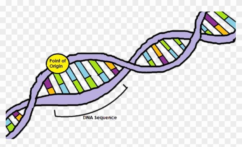 Dna Clipart Dna Replication - Dna Clipart, HD Png Download - 995x557 ...