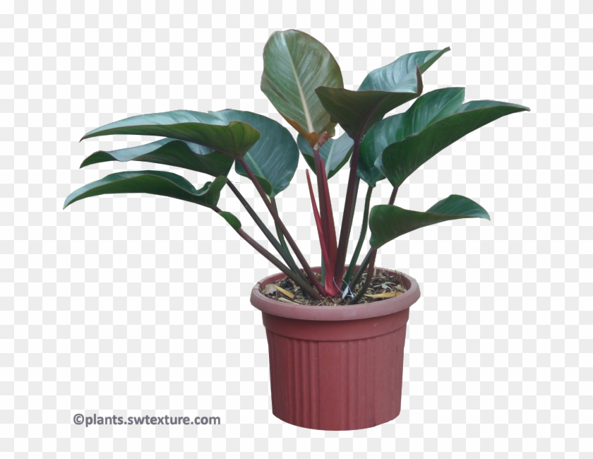Philodendron 'red Congo' Image Resolution - Red Congo Plant Transparent ...