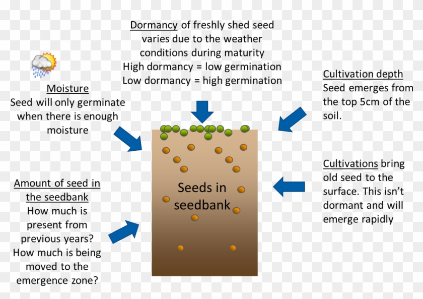 Figure 3 Factors Affecting Black Grass Germination Factors Affecting