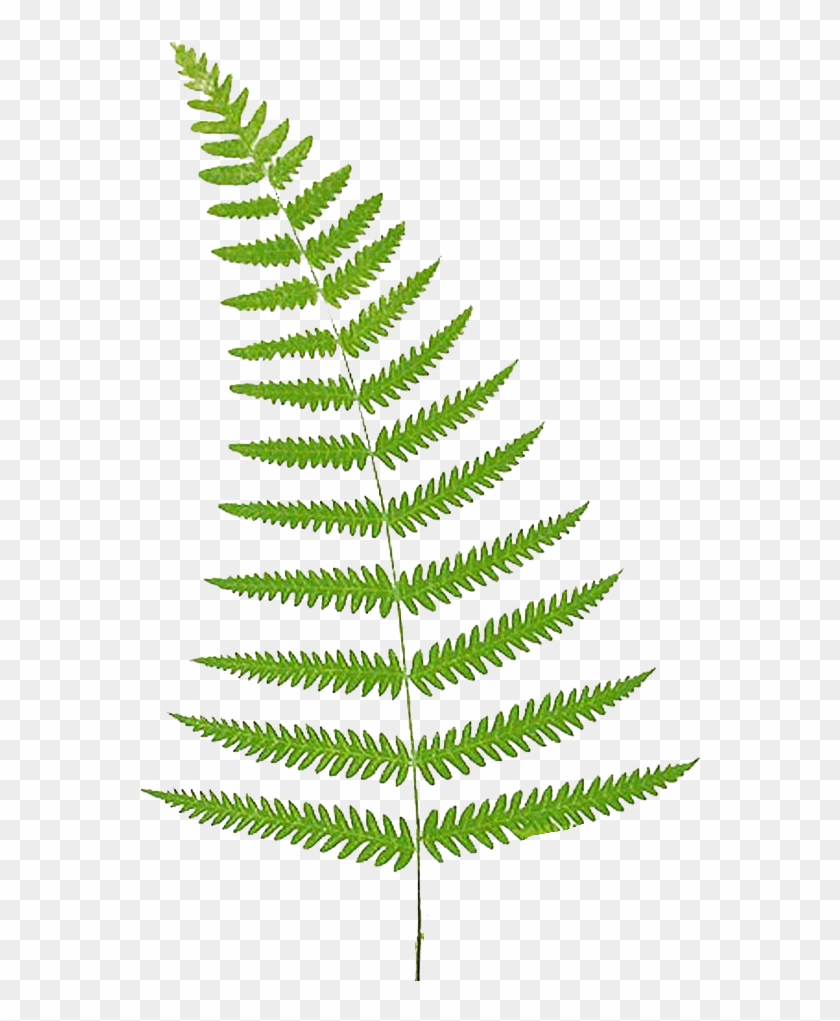 Fern Vector Leaf, HD Png Download - 562x941(#472955) - PngFind
