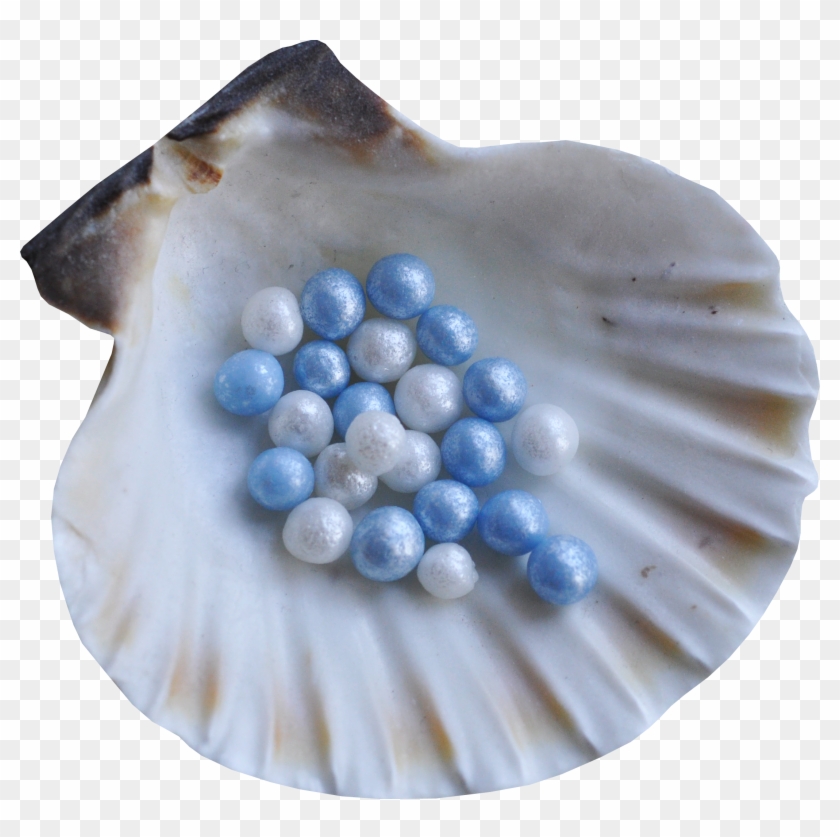 Seashell Png - Blue Seashell Png, Transparent Png - 2192x2080(#474600 ...