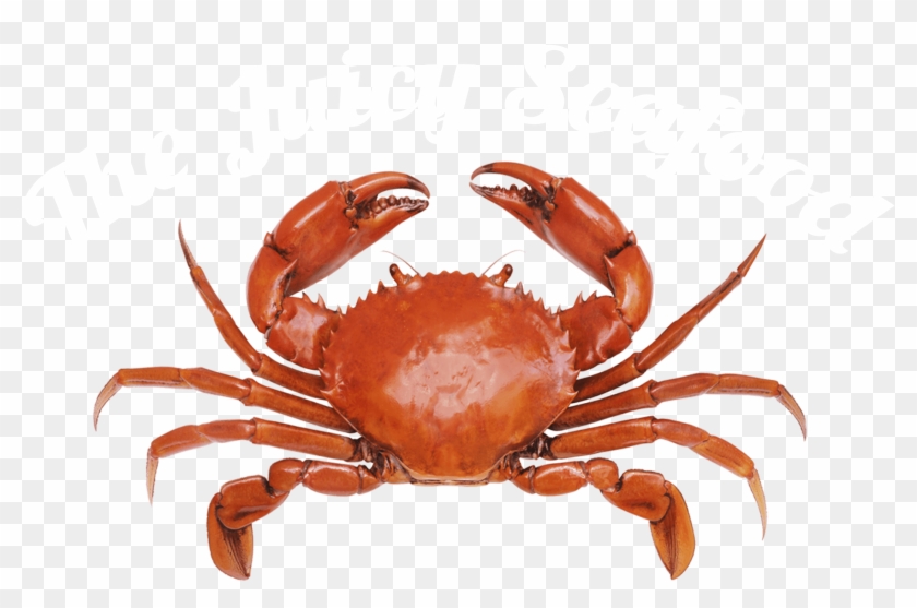 Local Seafood Restaurant Savannah, Ga - Crab Top View Png, Transparent ...