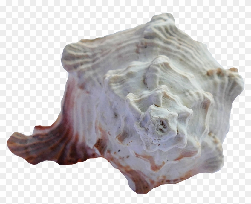 Sea Shell Png Transparent Image, Png Download - 1630x1280(#474917 ...
