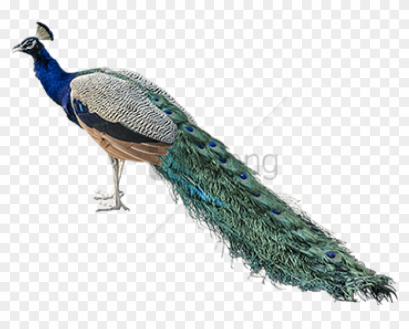 Free Png Nepal National Bird Png Image With Transparent - Nepal ...