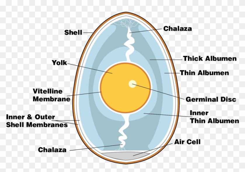 Anatomy Of An Egg - Egg Anatomy, HD Png Download - 1024x674(#4722456 ...