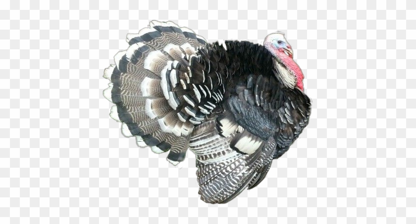 #pavo #guajolote #chompipe #cono - Turkey, HD Png Download - 425x374 ...
