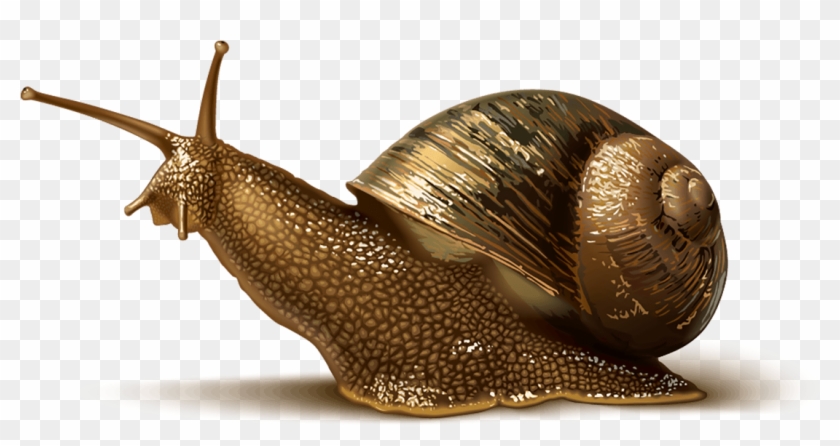 Slug Image - Slug Png, Transparent Png - 1400x700(#4744452) - PngFind