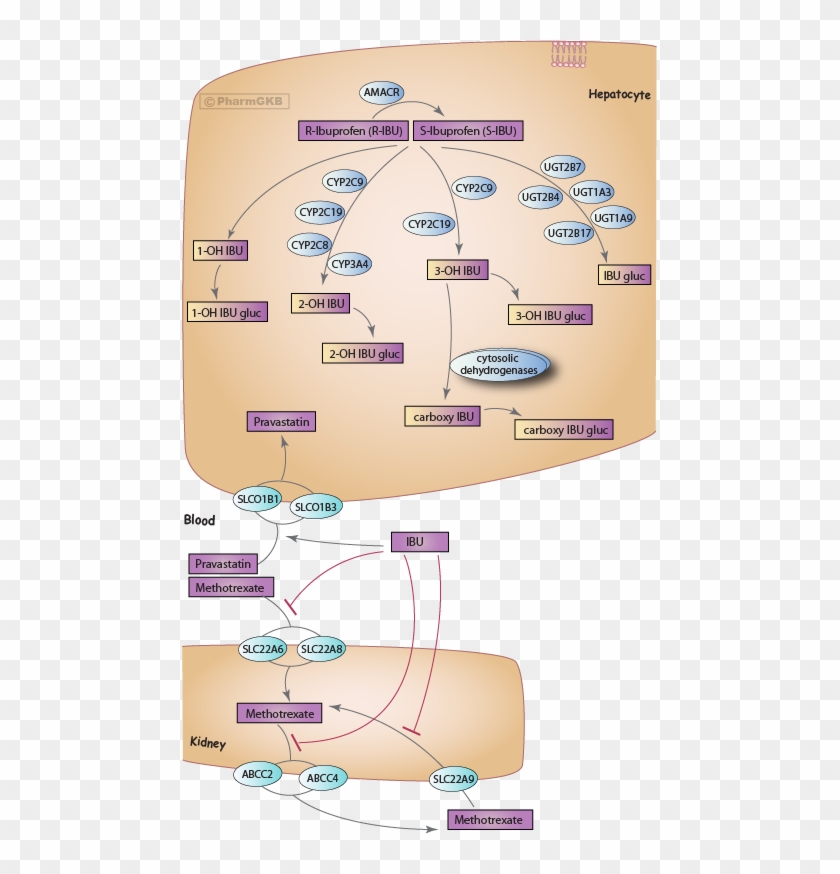 Ibuprofen Pathway, Pharmacokinetics Diagram - Ibuprofen ...