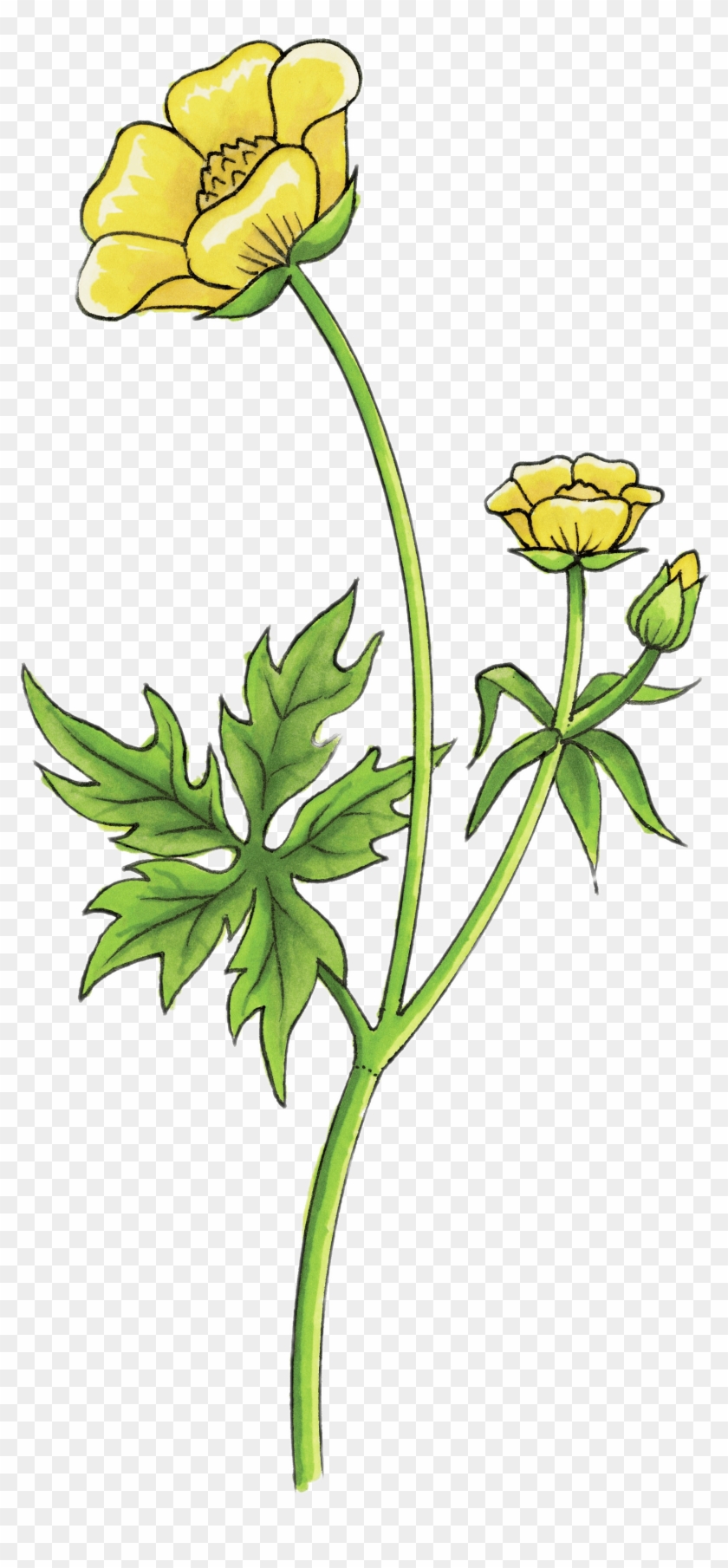 Buttercup Drawing - Buttercup Flower Transparent, HD Png Download ...