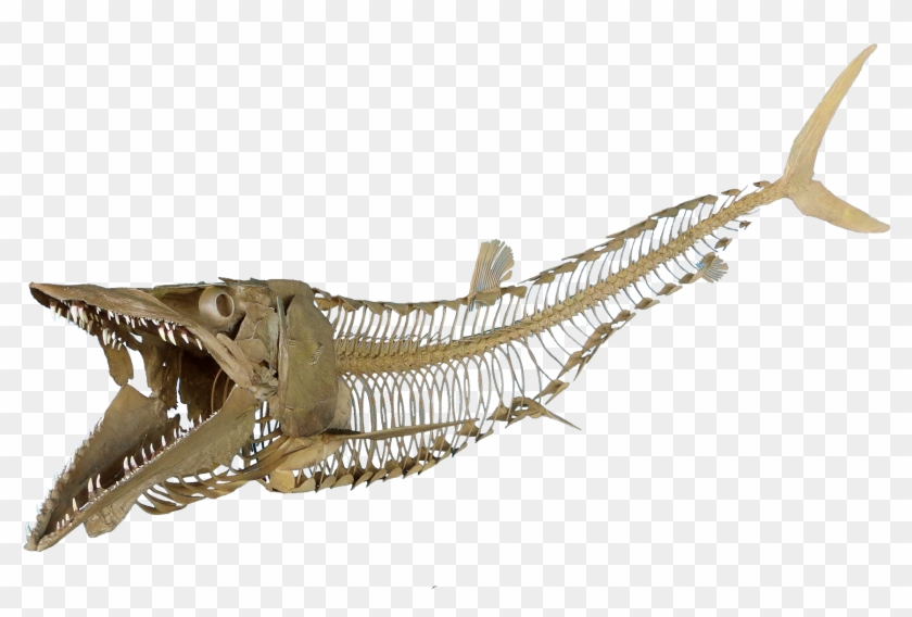 Cimolichthys Nepaholica - Fish Skeleton Transparent Png, Png Download ...