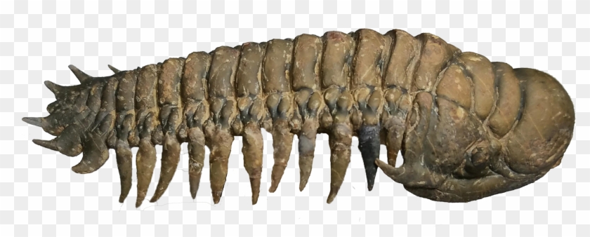 Crotalocephalus Trilobite - Insect, HD Png Download - 2048x2048 ...