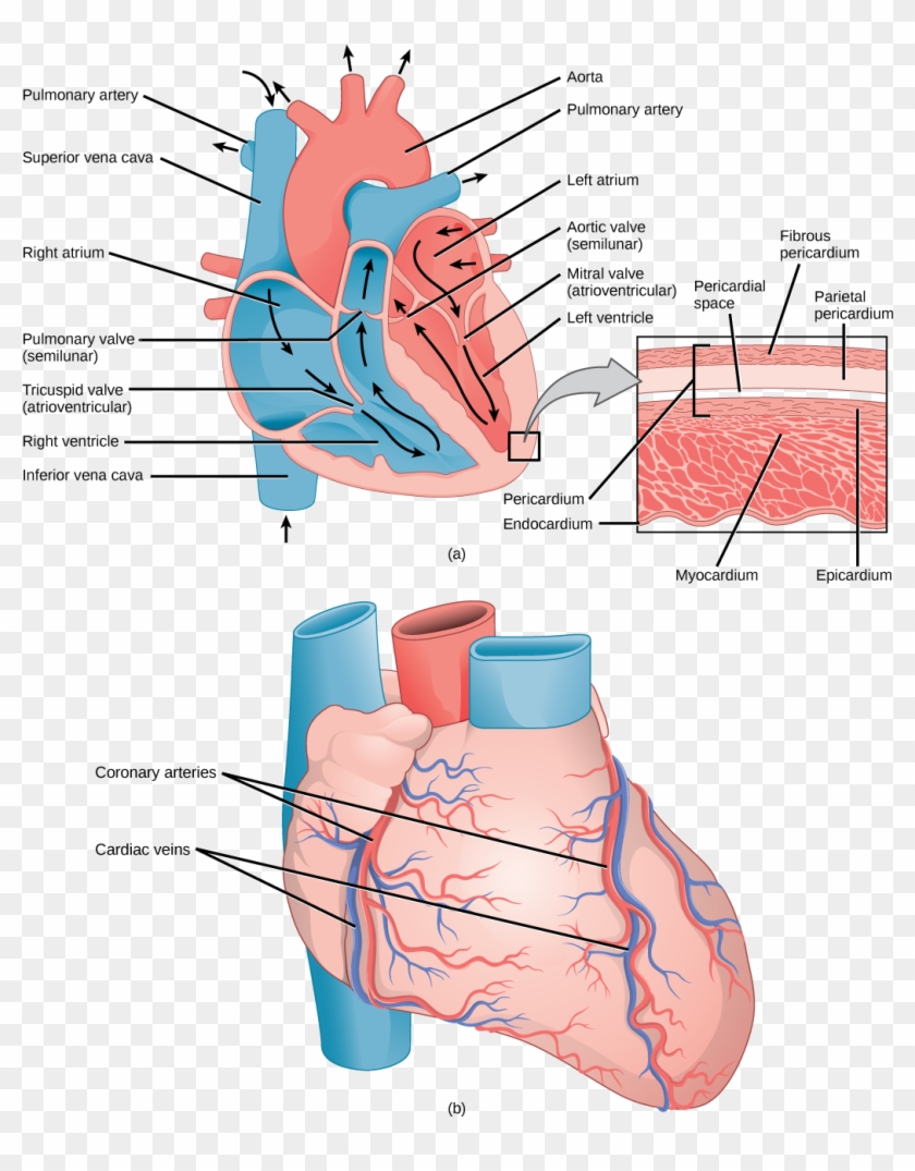 Myocardium