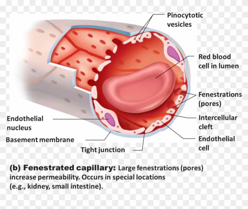 Capillary - Pinocytotic Vesicles In Endothelial Cells, HD Png Download ...