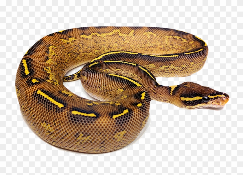 Stunning Visual Variety Transparent Ball Python HD Png Download 
