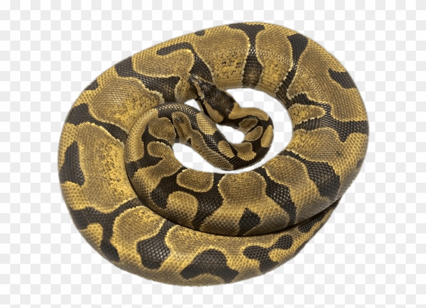 Rolled Up Python - Serpent, HD Png Download - 800x571(#4782508) - PngFind