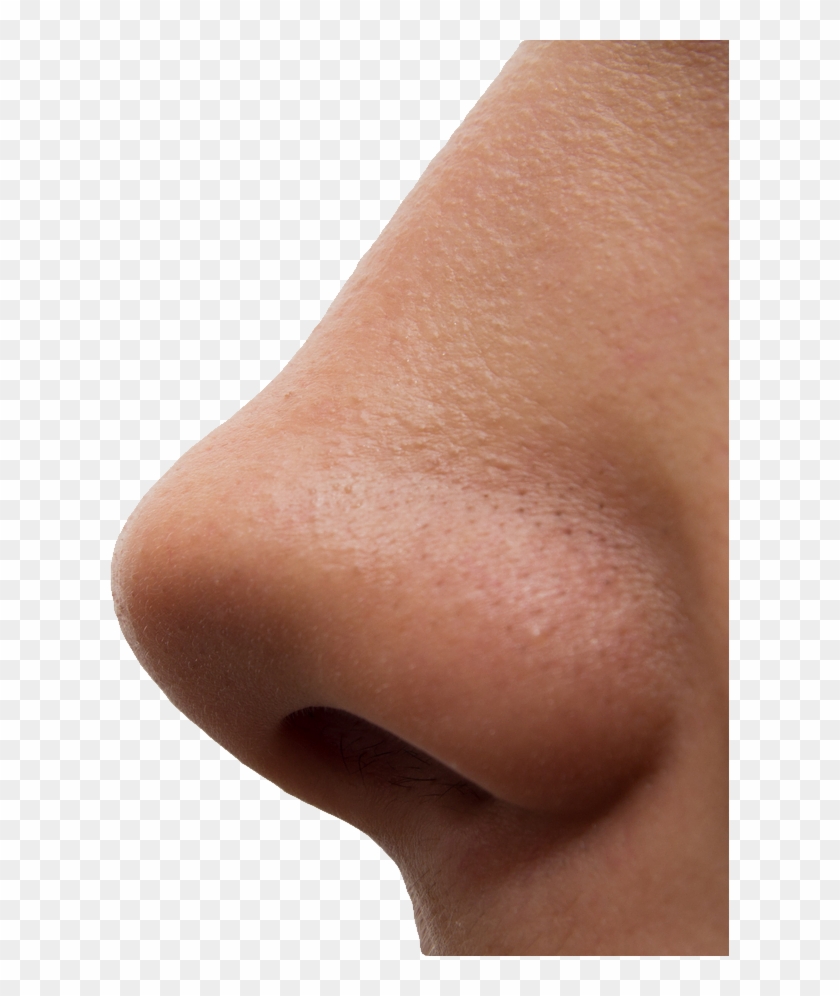Human Nose - Nose Transparent Background, HD Png Download - 619x916 ...