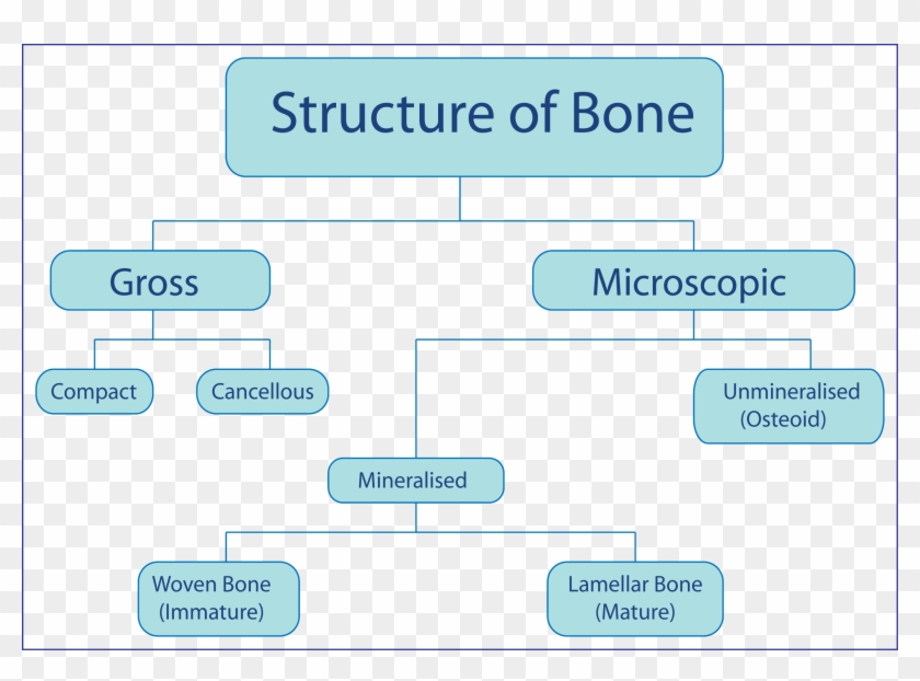 Structure Of Bone - Flow Chart Of Bones, HD Png Download - 2442x1692 ...
