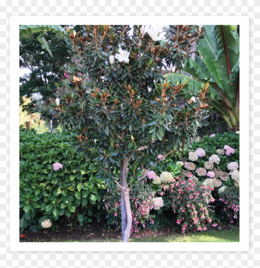 Loarier Magnolia - Riberry, HD Png Download - 1520x1495(#4802892) - PngFind