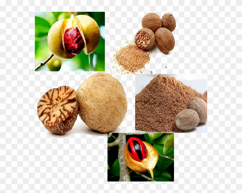 Nut Meg - Nutmeg, HD Png Download - 598x598(#4811072) - PngFind