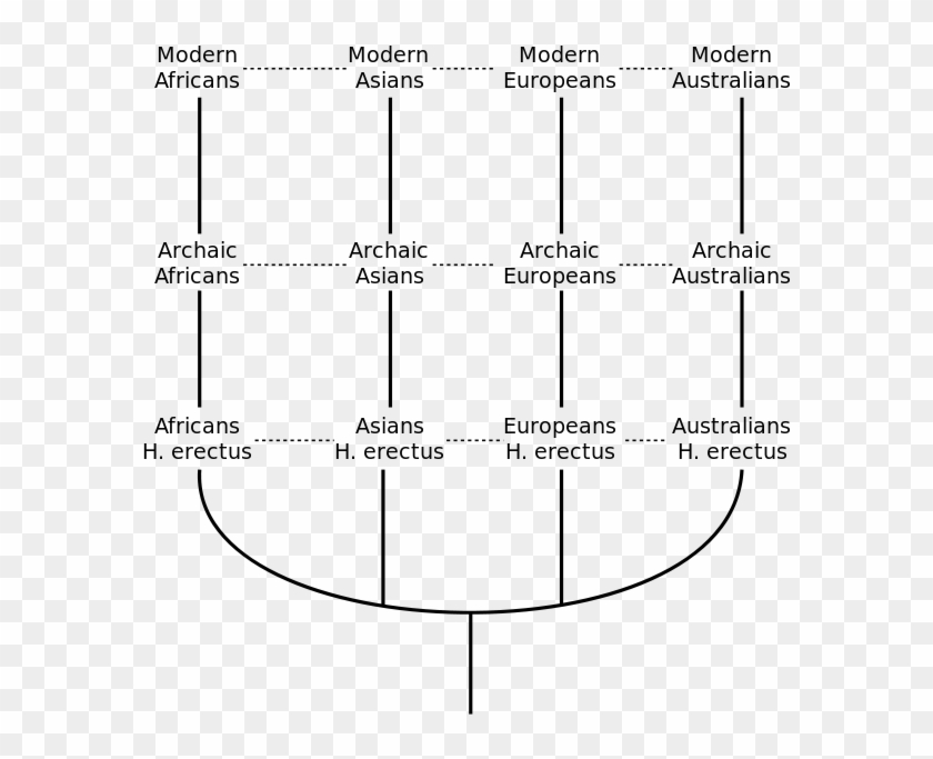 Multiregional Origin Of Modern Humans - Multiregional Evolution Model ...