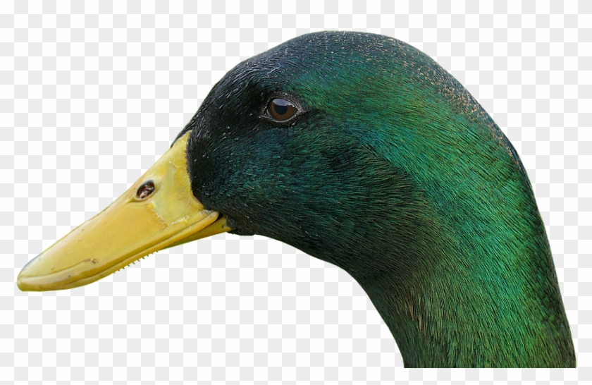 Mallard Png, Transparent Png - 960x613(#4869104) - PngFind