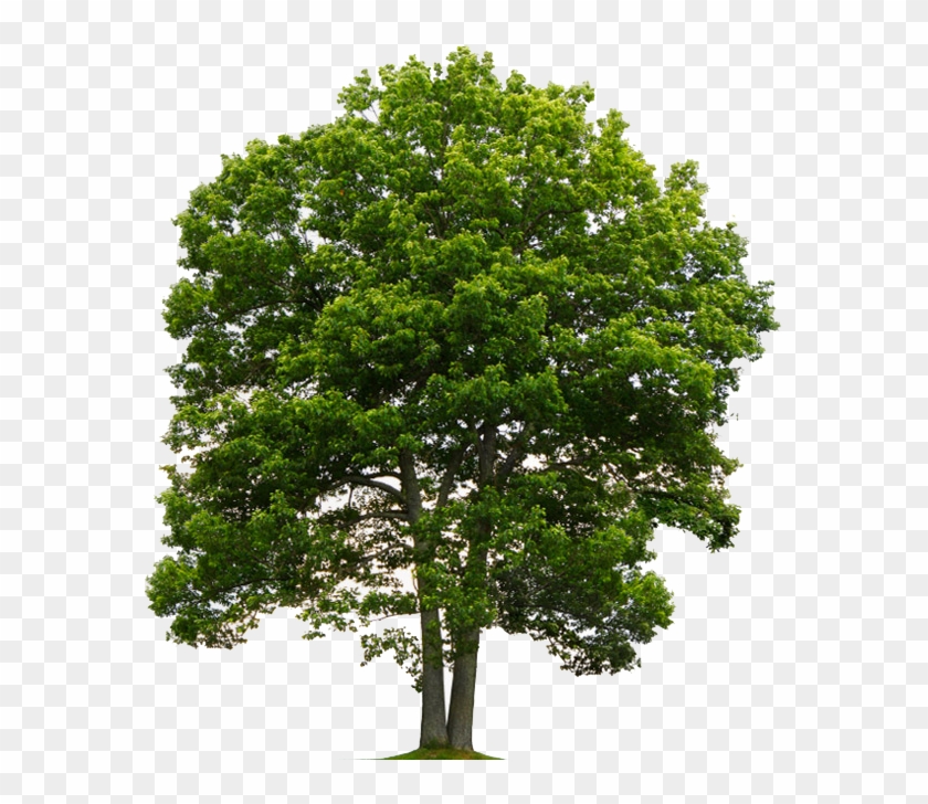 Oak Tree Png, Transparent Png - 578x648(#491448) - PngFind
