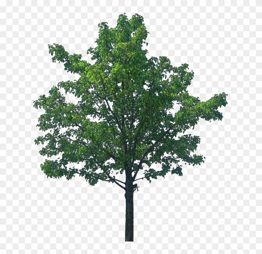 Oak Tree Png Transparent Image - Pin Oak Tree Png, Png Download ...