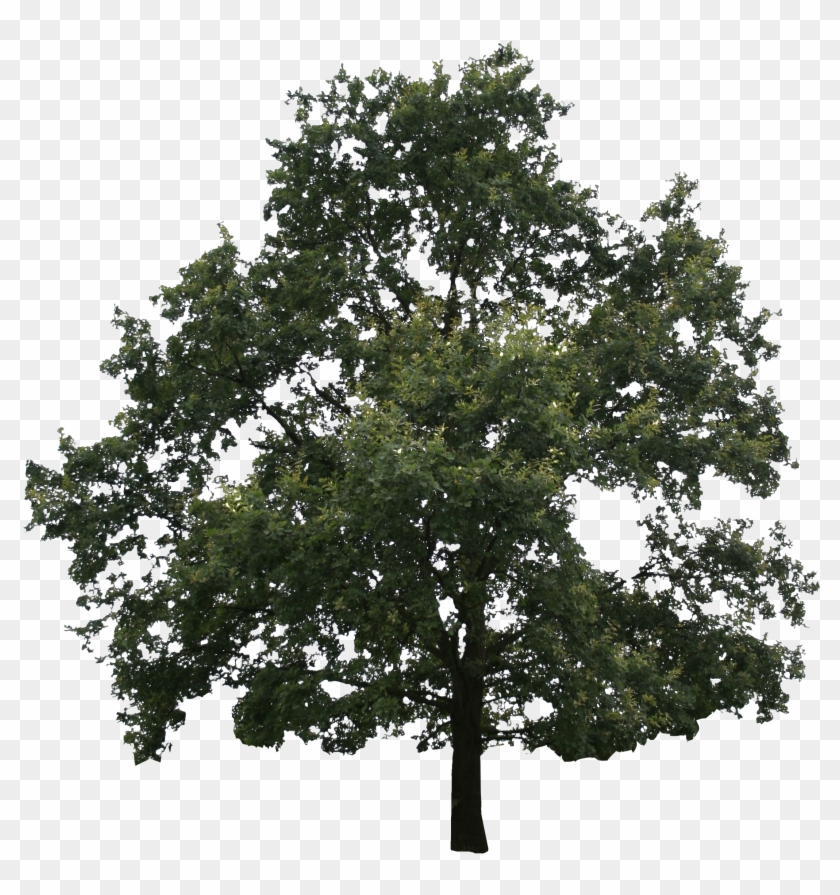 Oak Tree Png, Transparent Png - 2304x2393(#491488) - PngFind